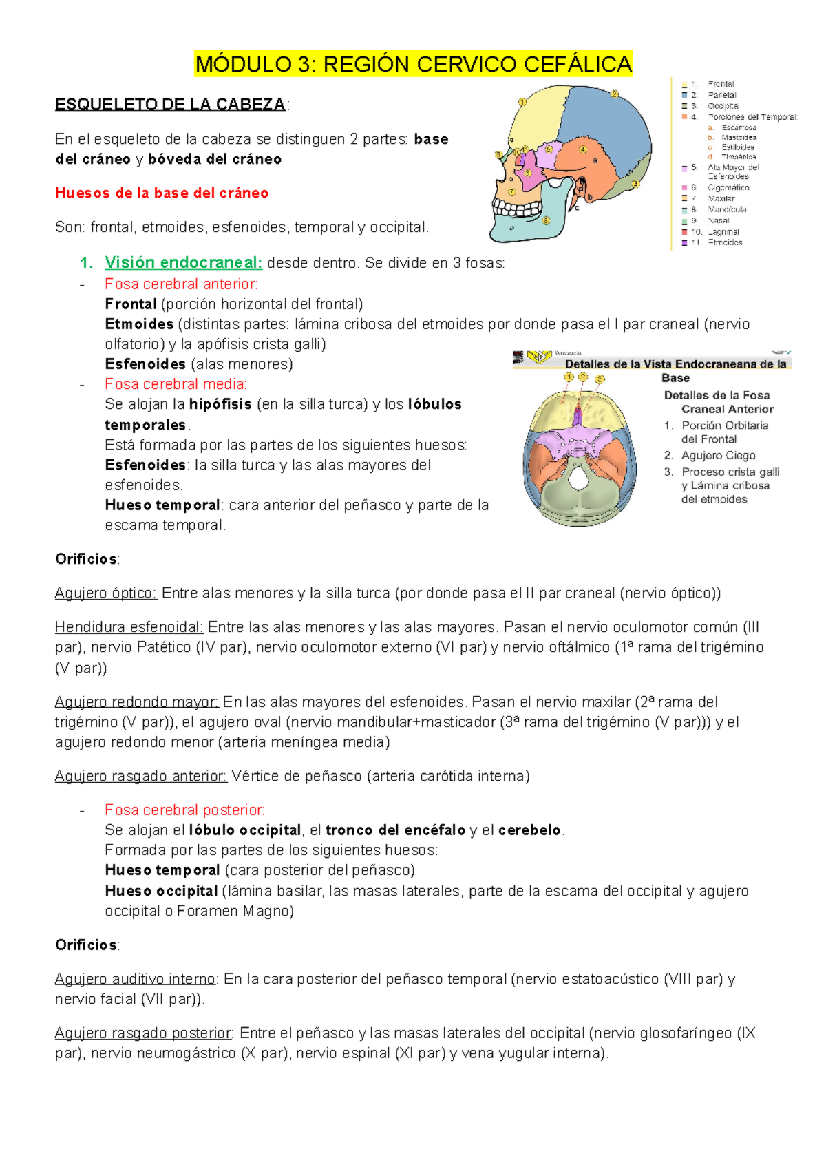 Módulo 3 - De psicologia - MÓDULO 3: REGIÓN CERVICO CEFÁLICA ESQUELETO ...
