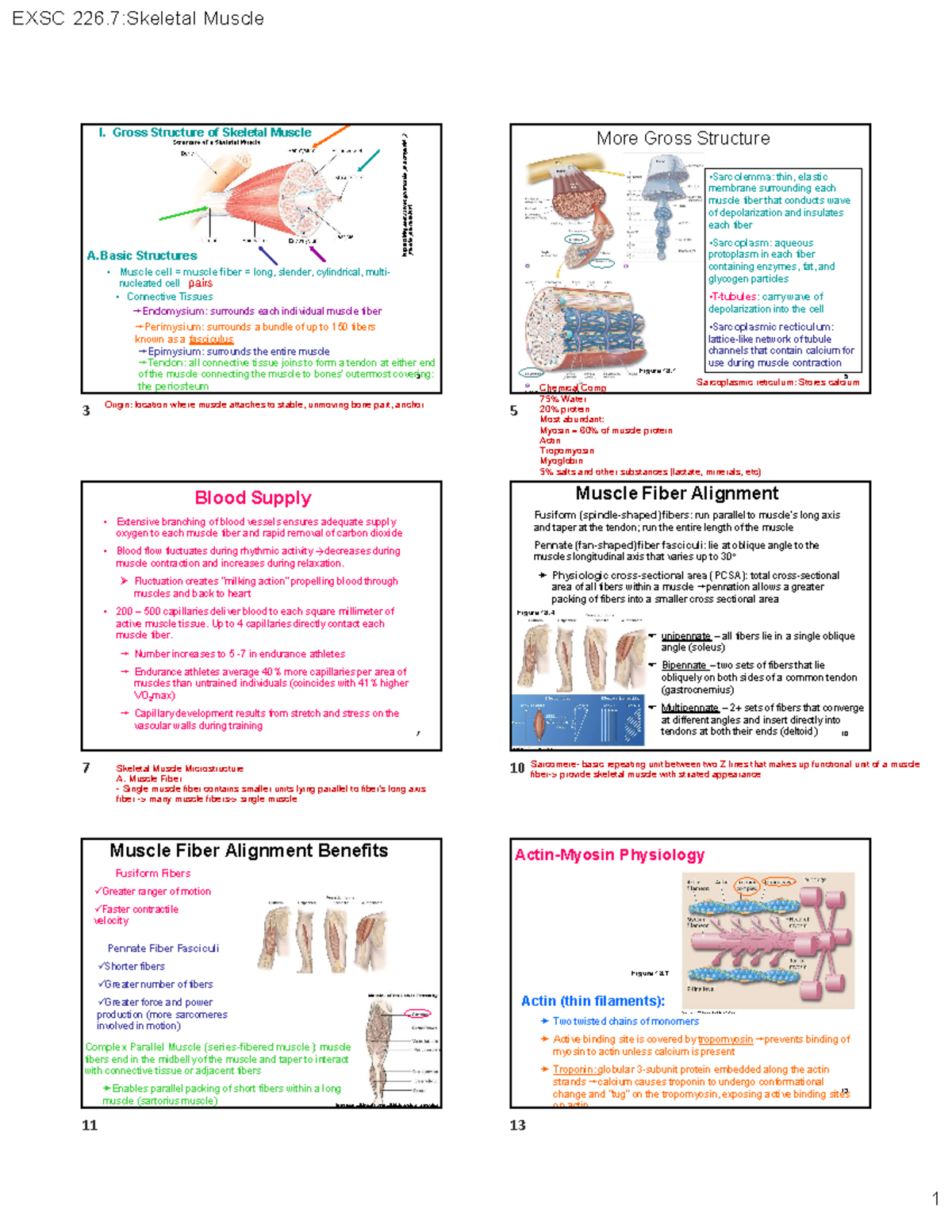 Physiology of Exercise Chapter 7 notes - EXSC 226:Skeletal Muscle 1 3 I ...