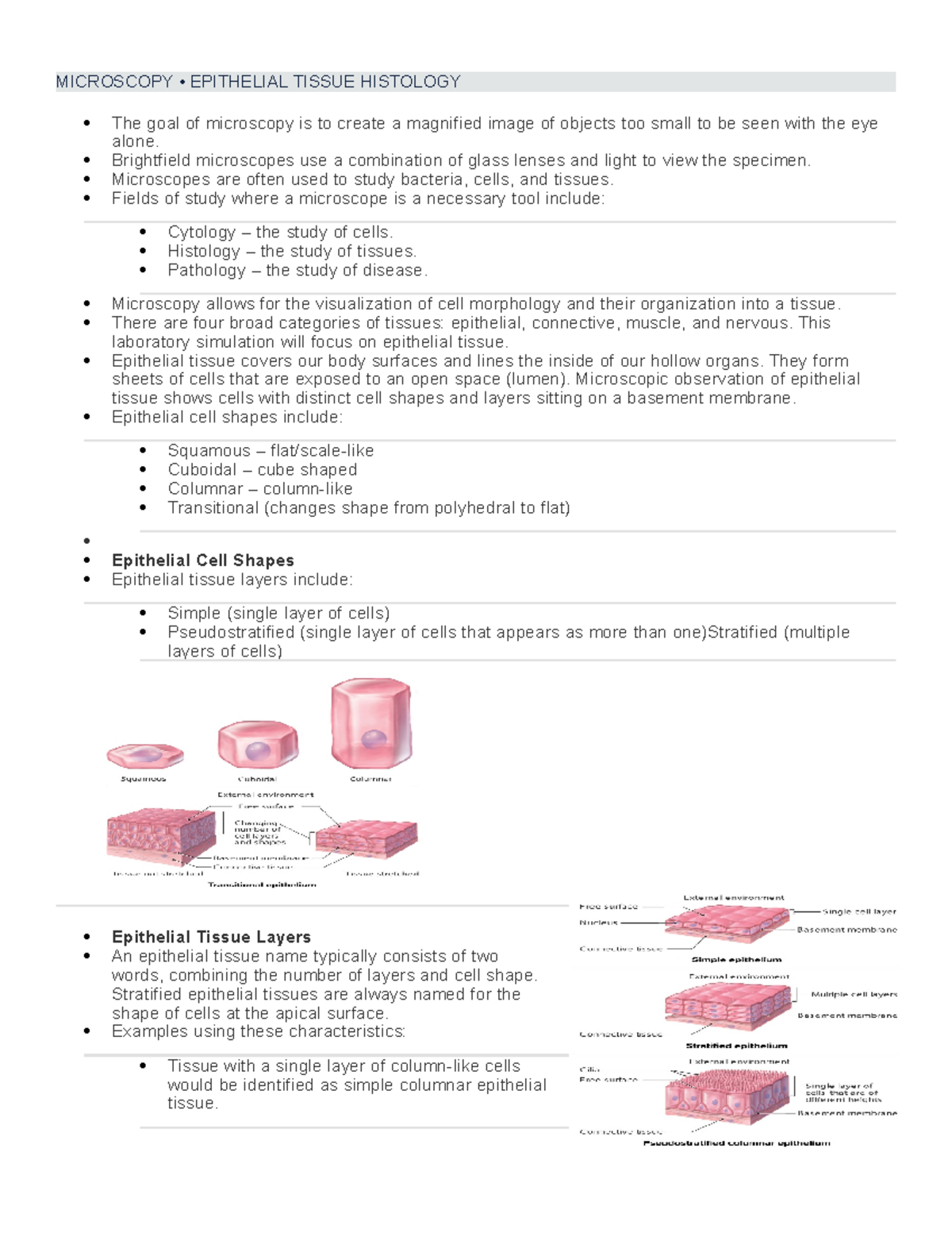 Microscopy: Epithelial Tissue Histology - MICROSCOPY • EPITHELIAL ...