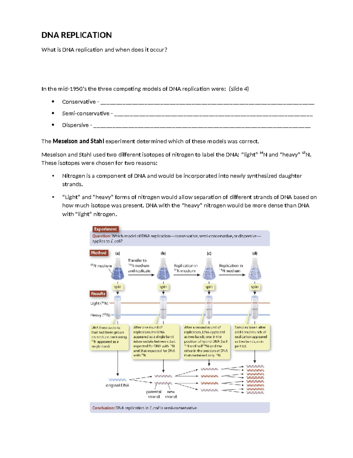 DNA Replication - Meselson and Stahl used two different isotopes of ...