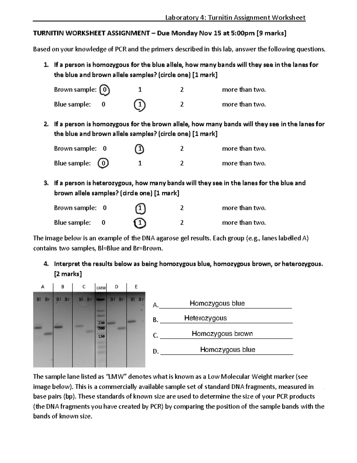 Biol 1000 Lab 4 Worksheet B Laboratory 4 Turnitin Assignment Worksheet Turnitin Worksheet