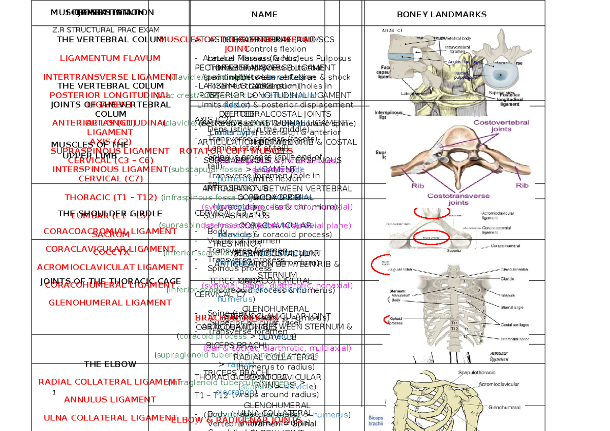 SA PRAC Notes[ 21] - Z STRUCTURAL PRAC EXAM 1 BONE STATION NAME BONEY ...