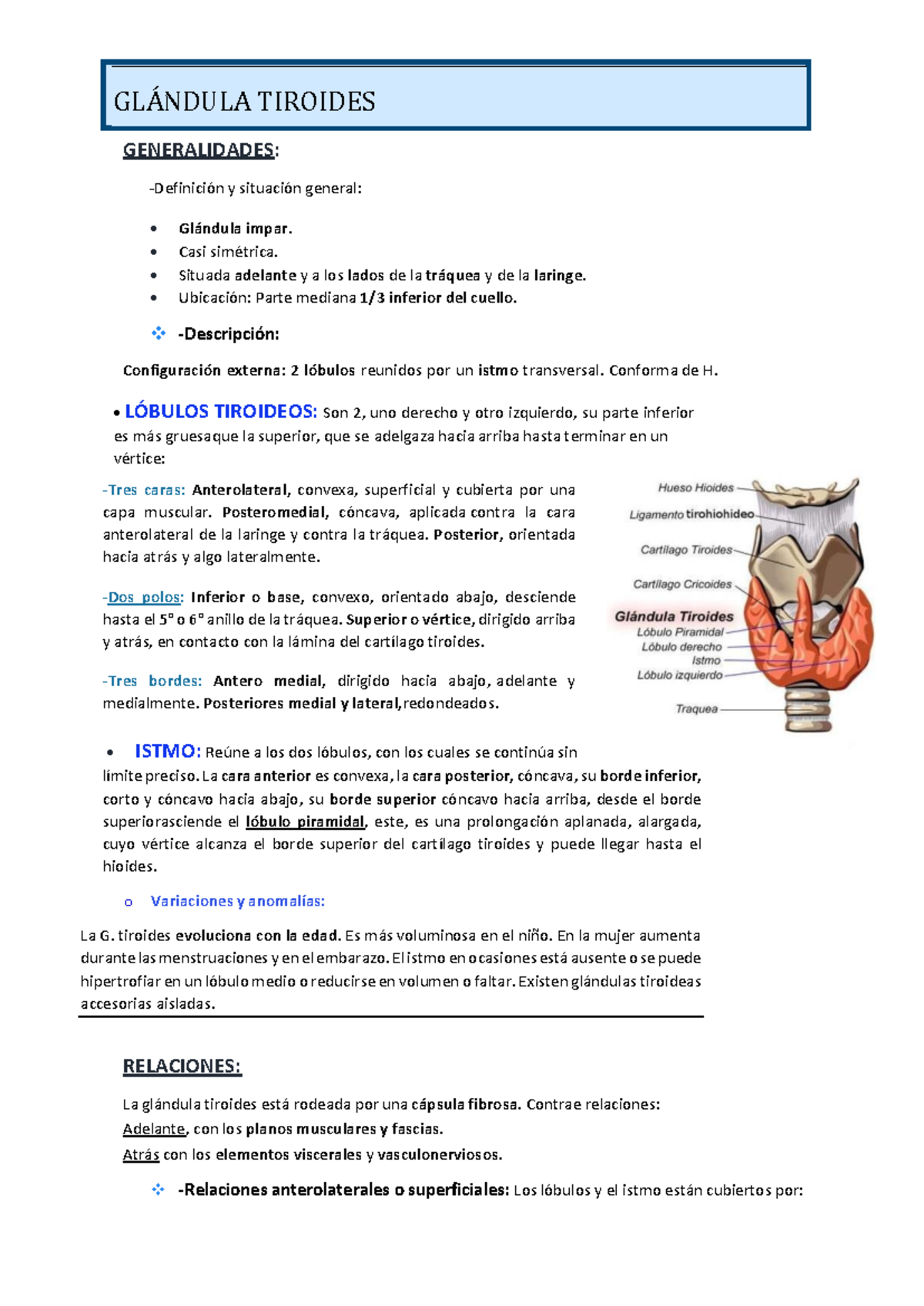 Glandula tiroides - Resumen anatomía - Anatomia Humana - Studocu