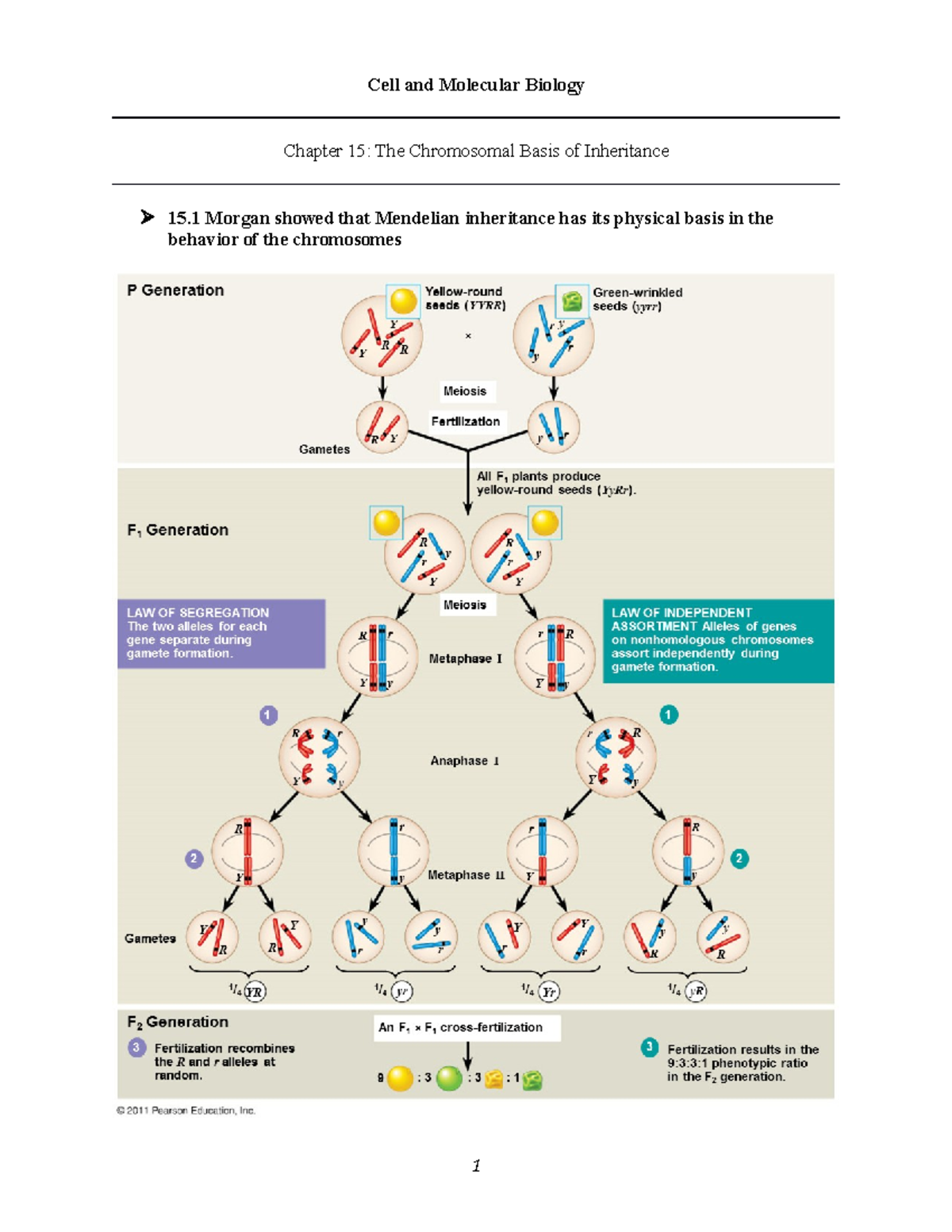 Ch. 15 - Dr. Clark - Cell and Molecular Biology Chapter 15: The ...