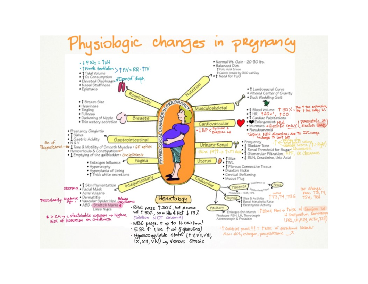 Physiologic Changes In Pregnancy - Studocu