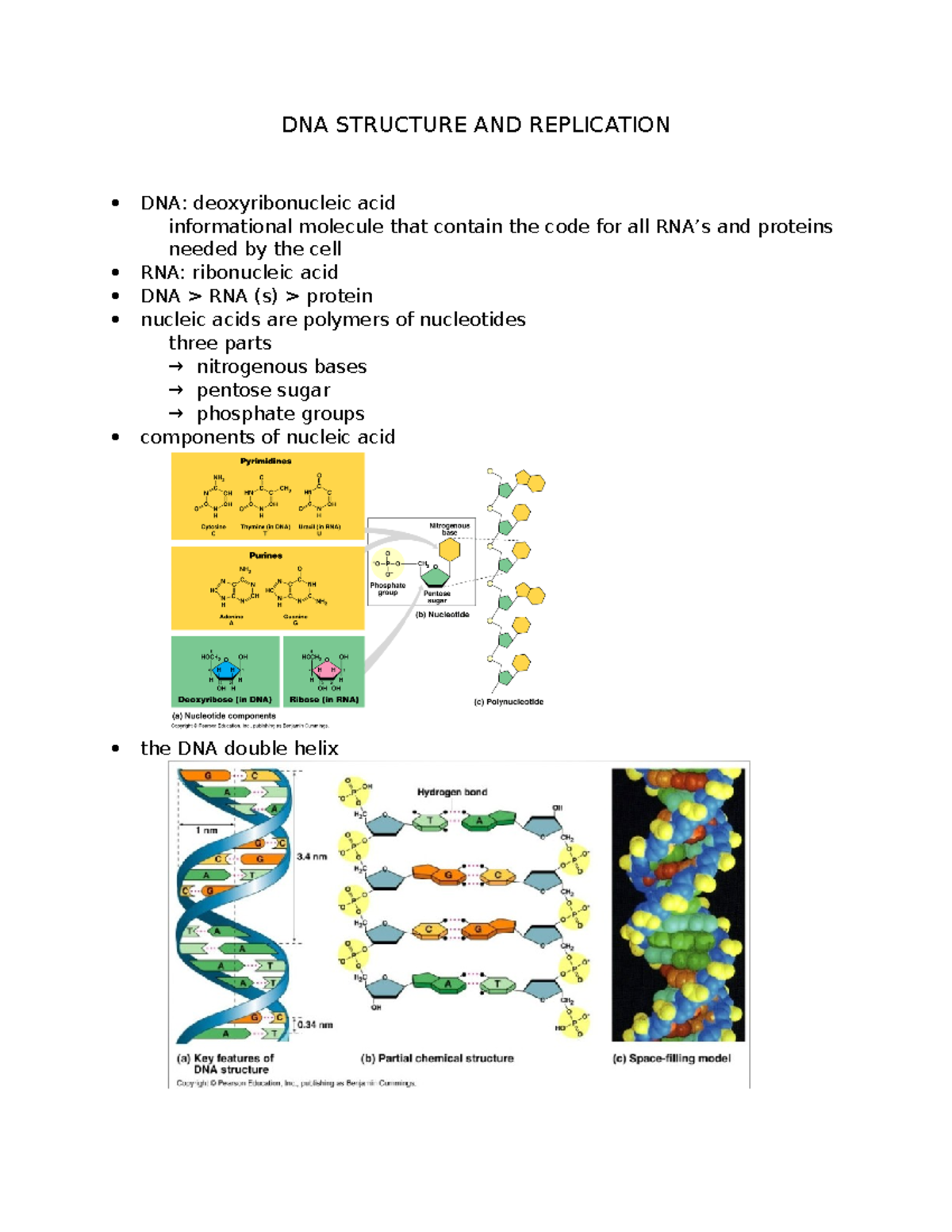 DNA Structure and Replication - DNA STRUCTURE AND REPLICATION DNA ...