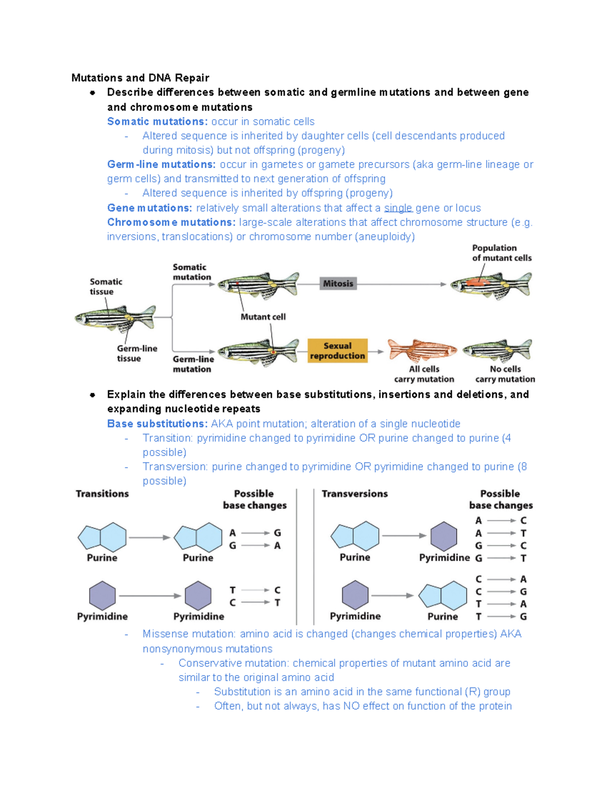 GENE 3200 Exam 5 Study Guide - Mutations and DNA Repair Describe ...