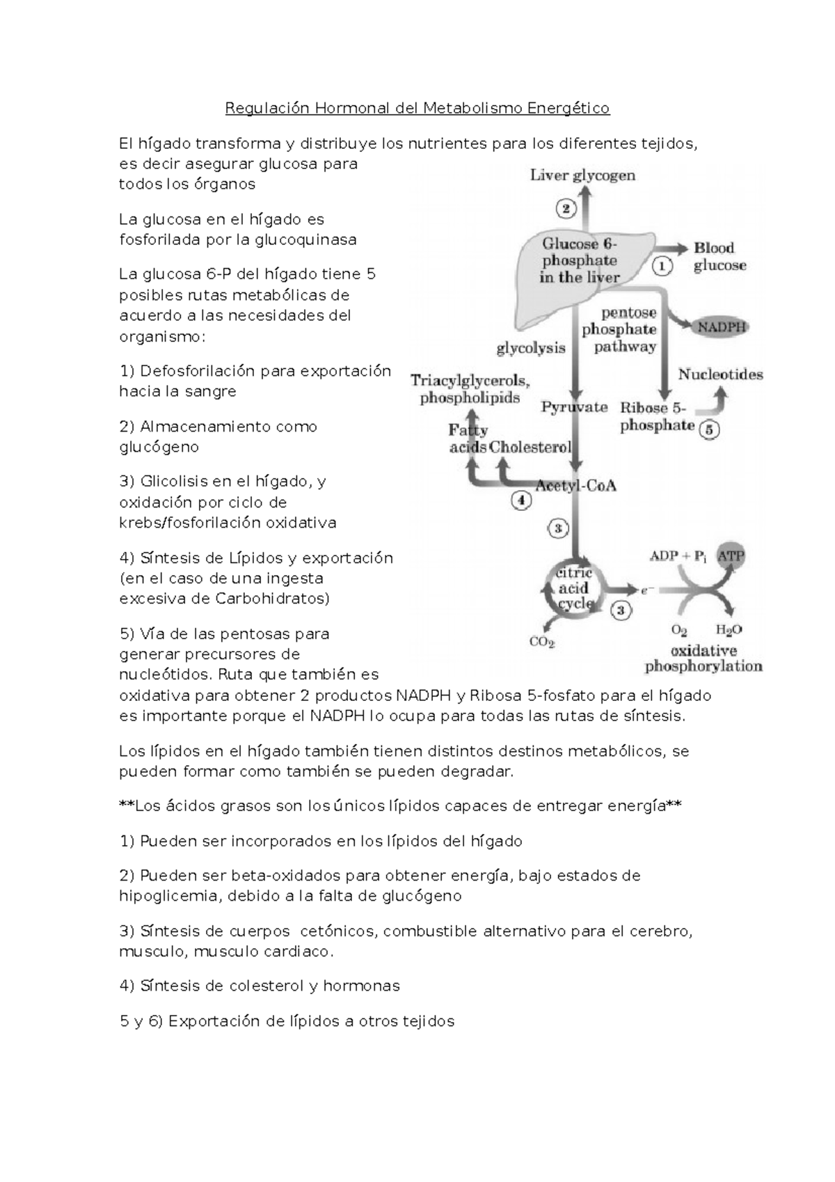 Regulación Hormonal del Metabolismo Energético - Regulación Hormonal ...