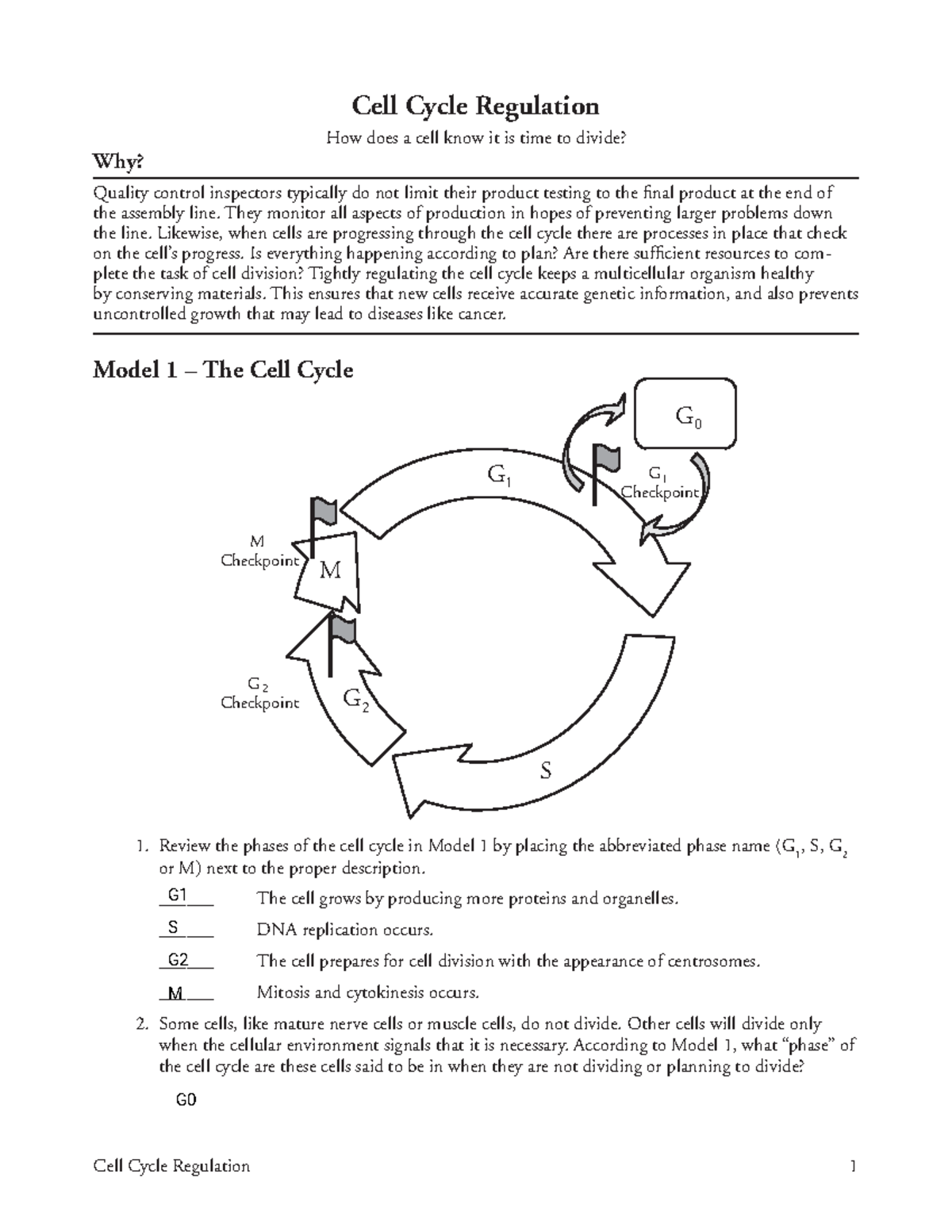 Kami Export - Cell Cycle Regulation, pogil - Cell Cycle Regulation 1 ...