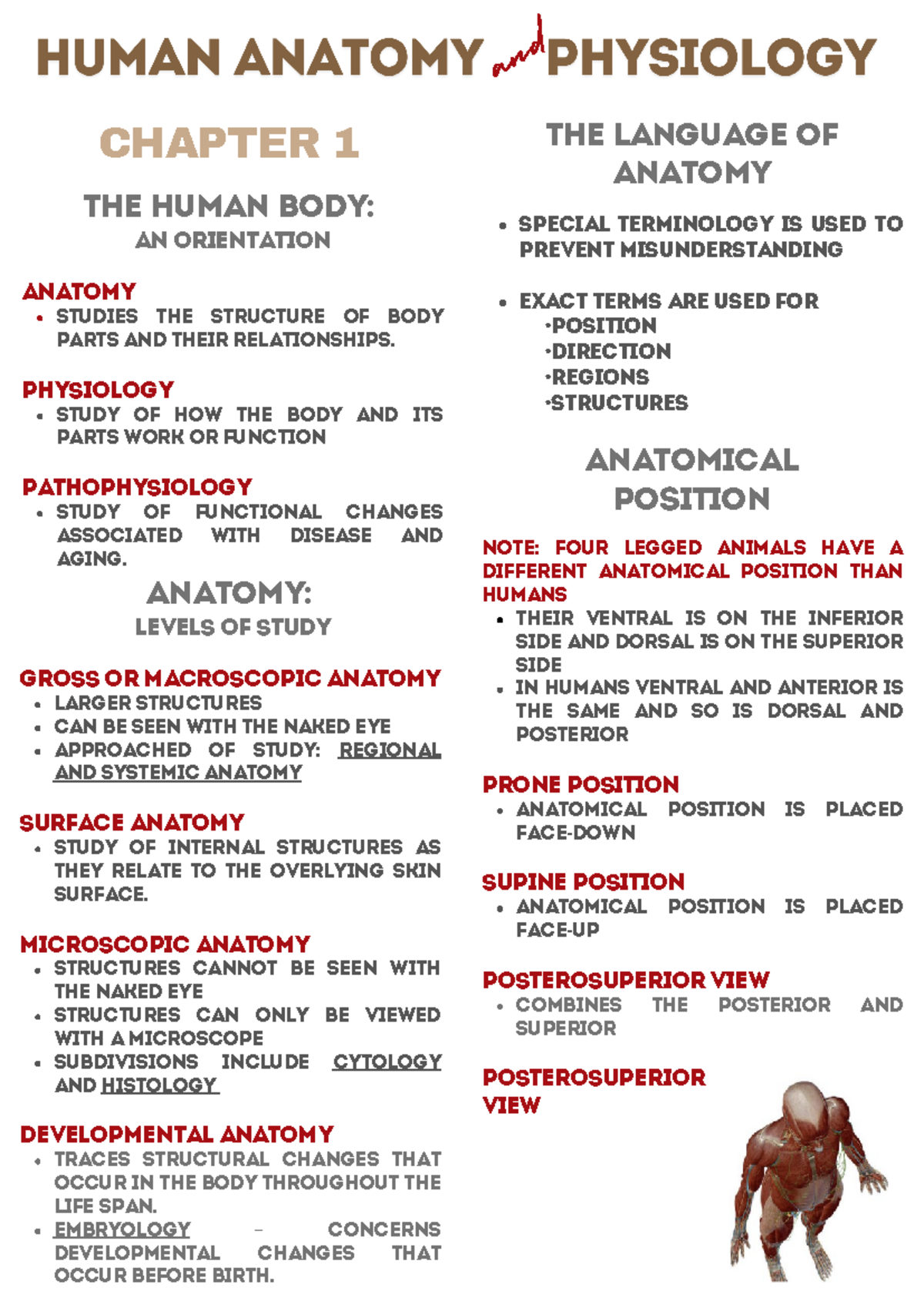Human Anatomy and Physiology - NOTE: FOUR LEGGED ANIMALS HAVE A ...