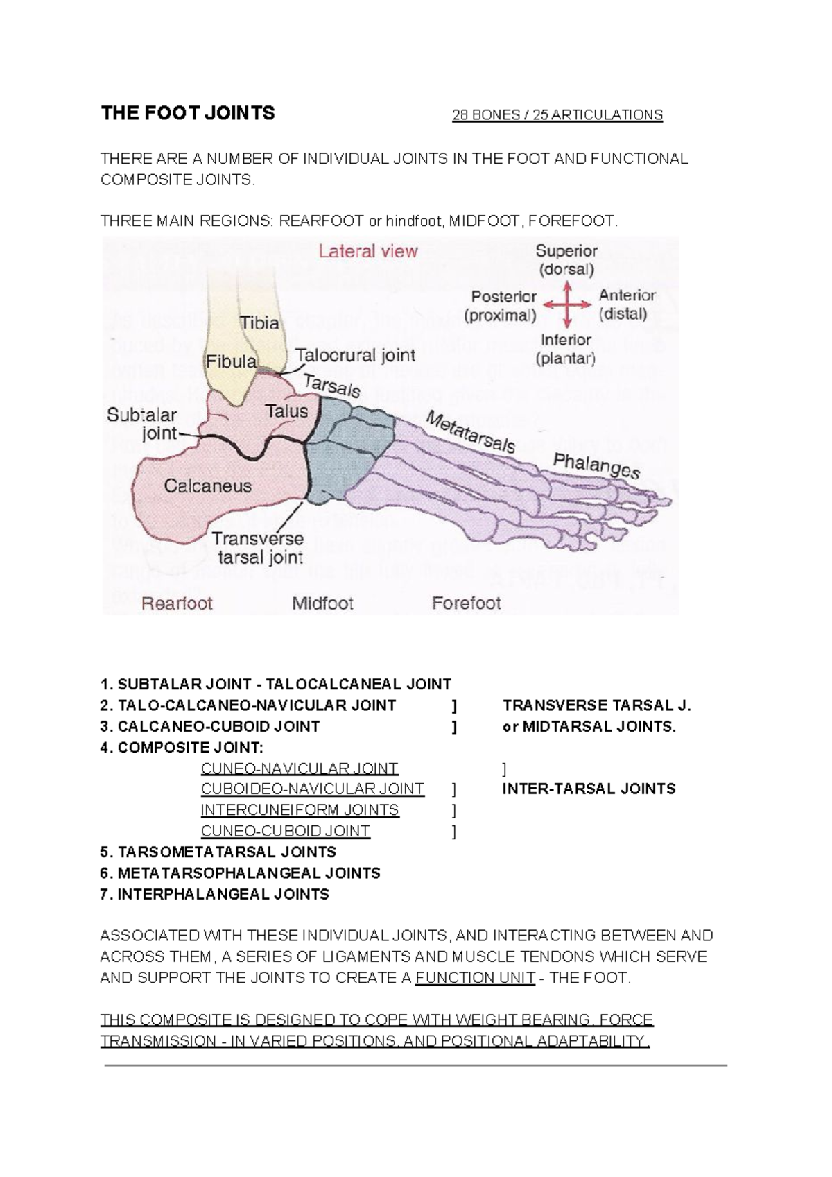 The foot - Arthrology - THE FOOT JOINTS 28 BONES / 25 ARTICULATIONS ...