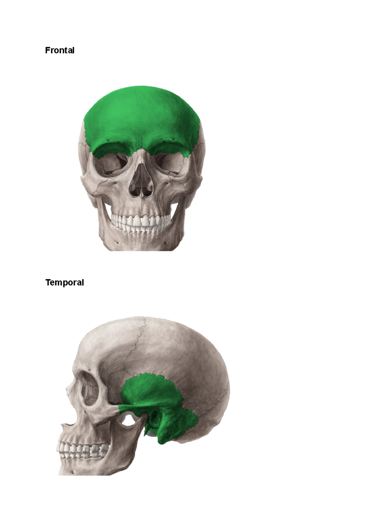 Huesos - anatomia - Frontal Temporal Parietal Occipital Atlas Axis ...