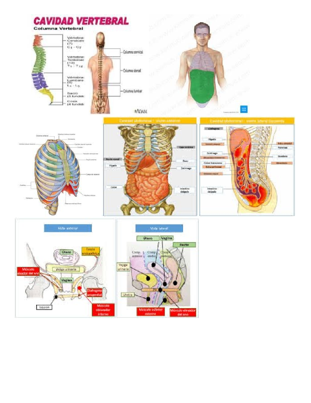 Anatp - Una breve introducción a la anatomía humana. - CAVIDAD ...