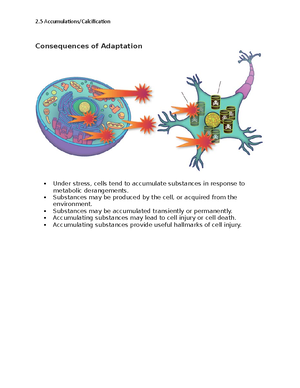 2.8 Necrosis and Apoptosis - Cellular Consequences of Cell Injury ...