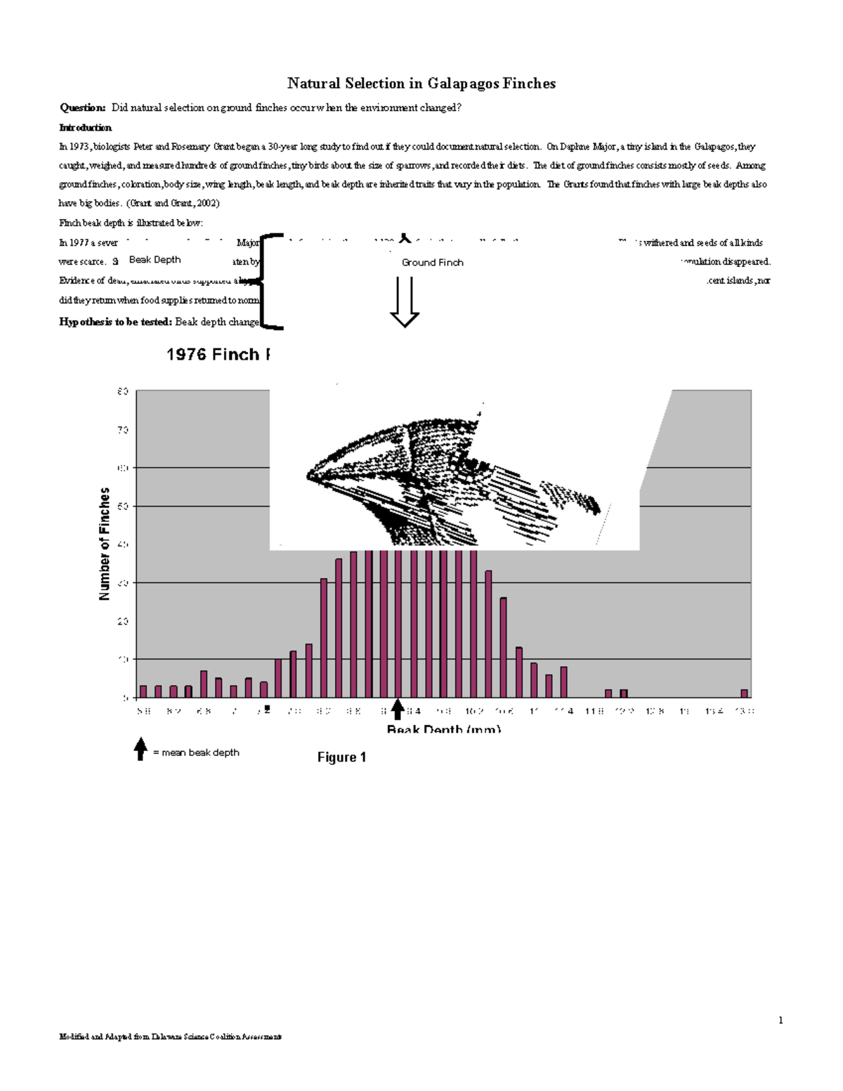 50 min version Activity - Darwin's Finches Natural Selection - Natural ...