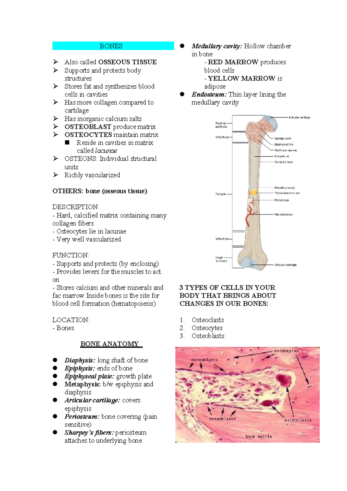 Bones - Summary Medical Technology - . BONES Also called OSSEOUS TISSUE ...