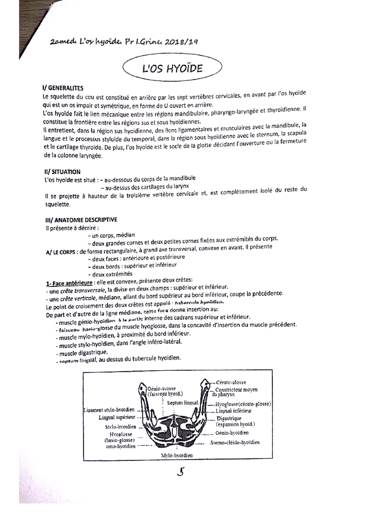 Anato 2an-os hyoide - médecine - Studocu