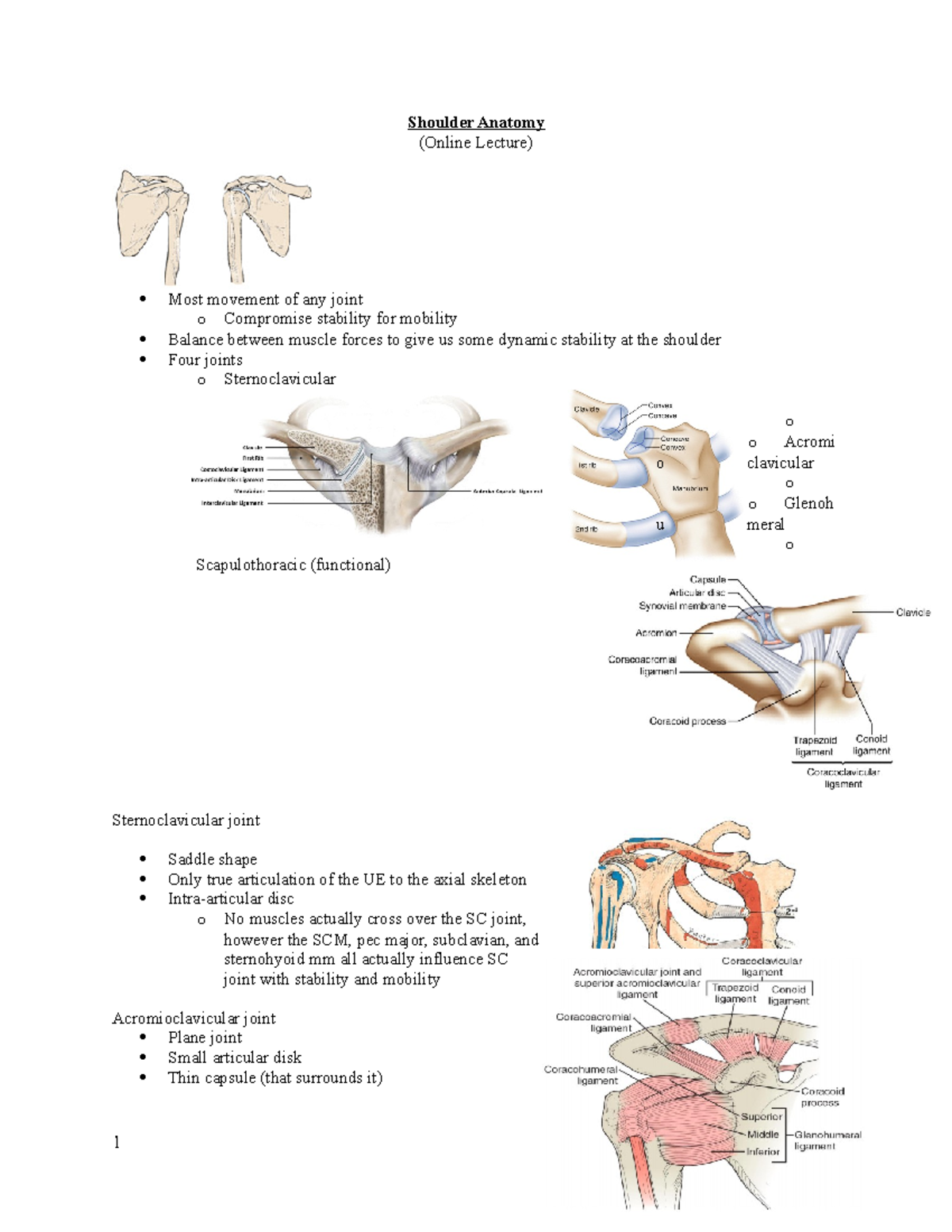 Shoulder Anatomy - Lecture notes 7 - Shoulder Anatomy (Online Lecture ...
