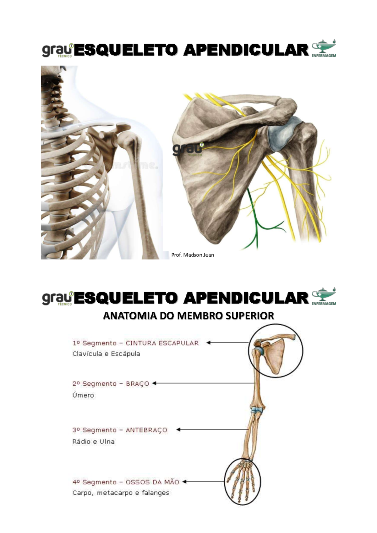 Aula 3 Ossos do Esqueleto Apendicular - Prof. Madson Jean ANATOMIA DO ...