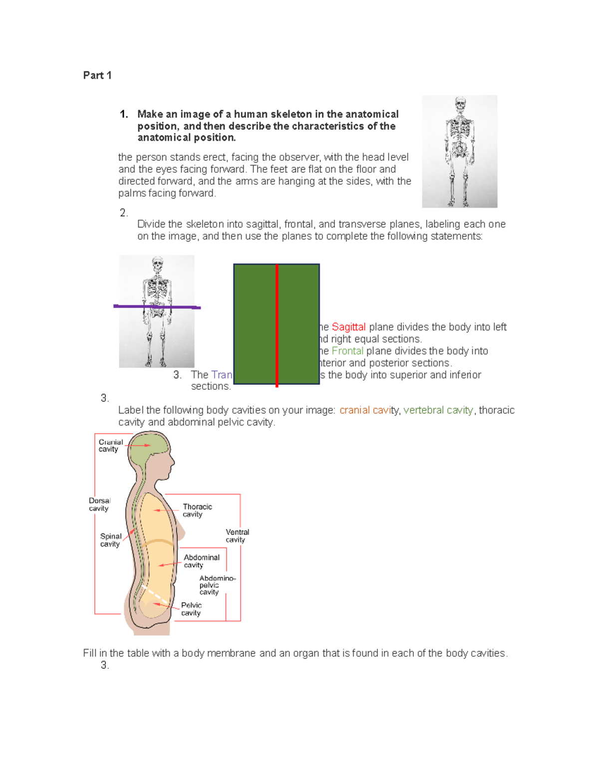 Studo - Actividad 1 creo - Part 1 Make an image of a human skeleton in ...
