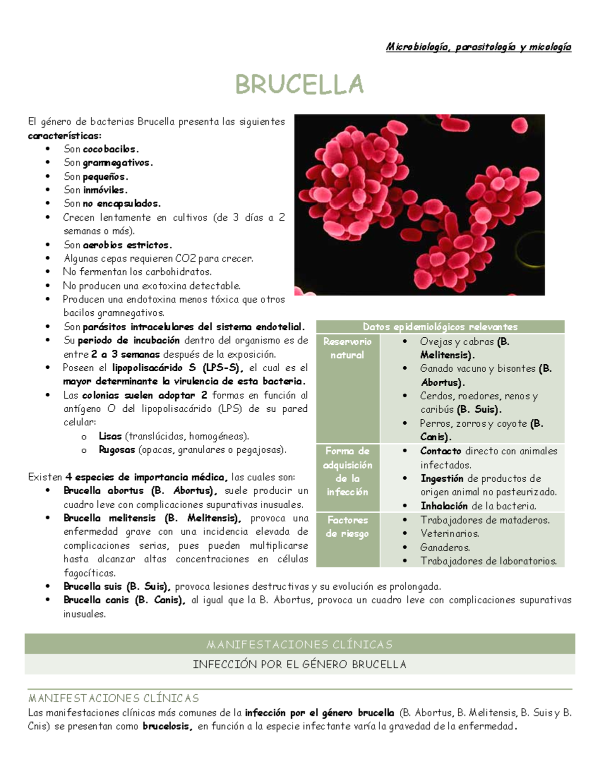 Brucella (microbiología) - y BRUCELLA El de bacterias Brucella presenta ...