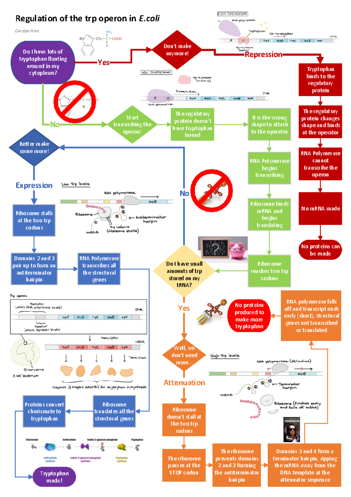 Gene Regulation Trp Operon Flow Chart Do I Have Lots Of Tryptophan Floating Around In My