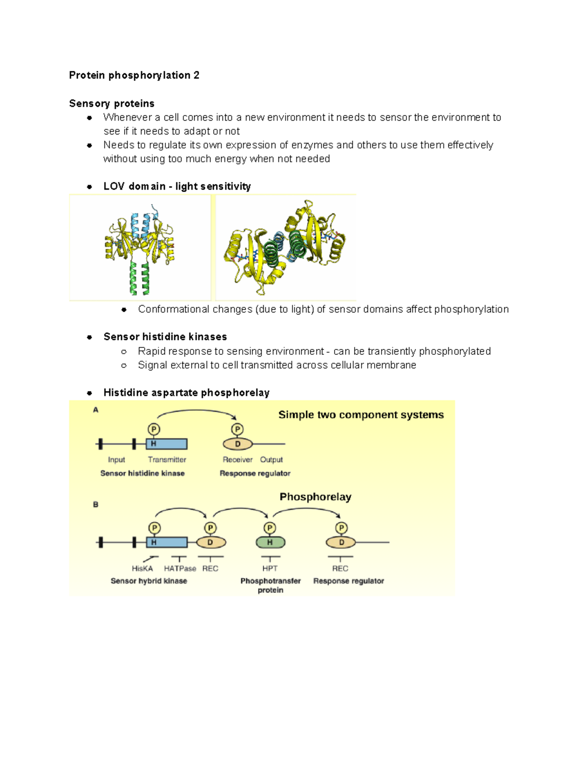 Protein phosphorylation 2 - Studocu