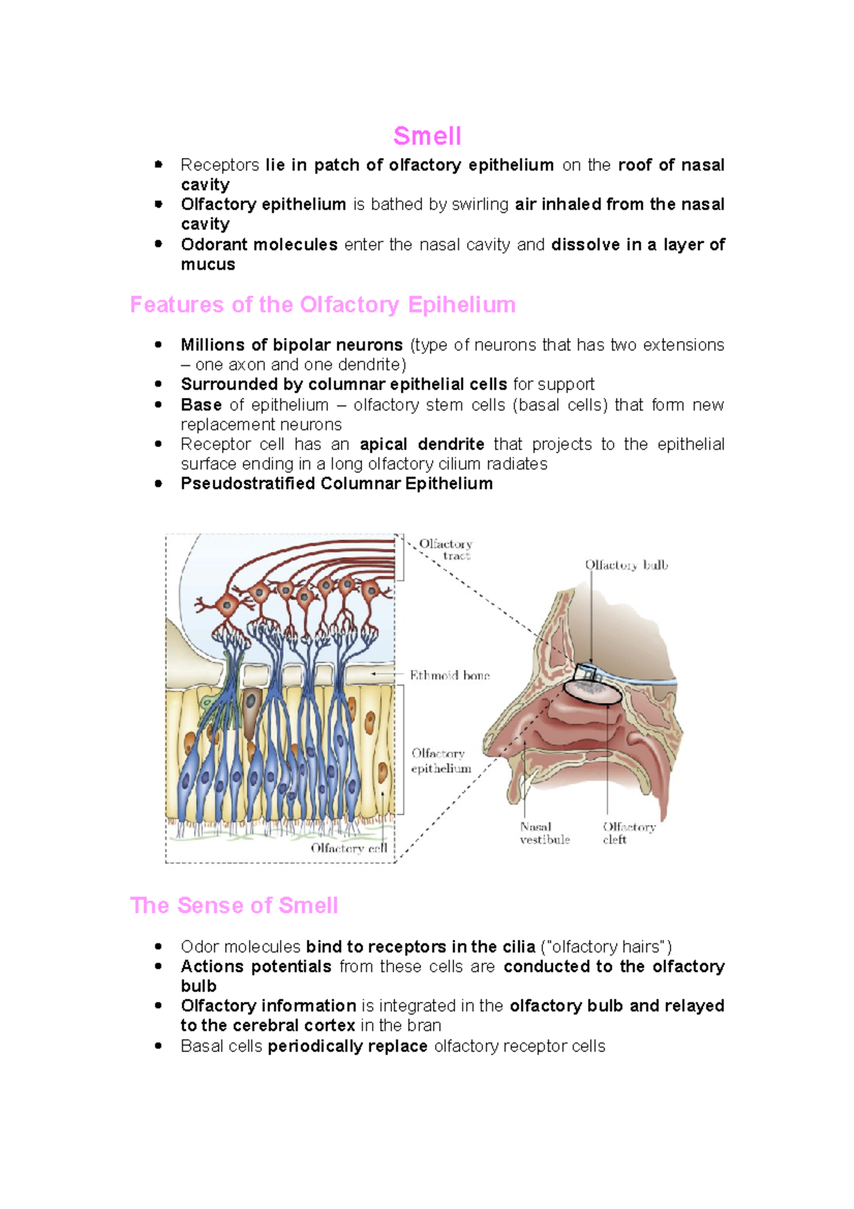 Smell - Smell Receptors lie in patch of olfactory epithelium on the ...