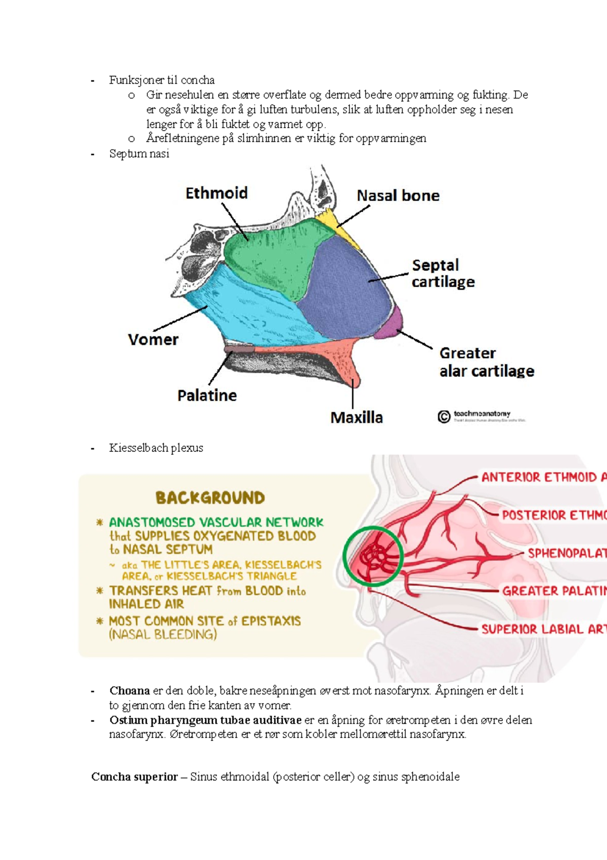 Demo- nesehulen, bihuler og orbita - MED2200 - UiO - Studocu