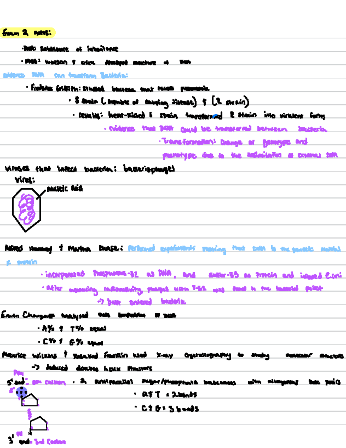 Chapters 10,14,15 - Replication/transcription/translation - Exam 2 ...