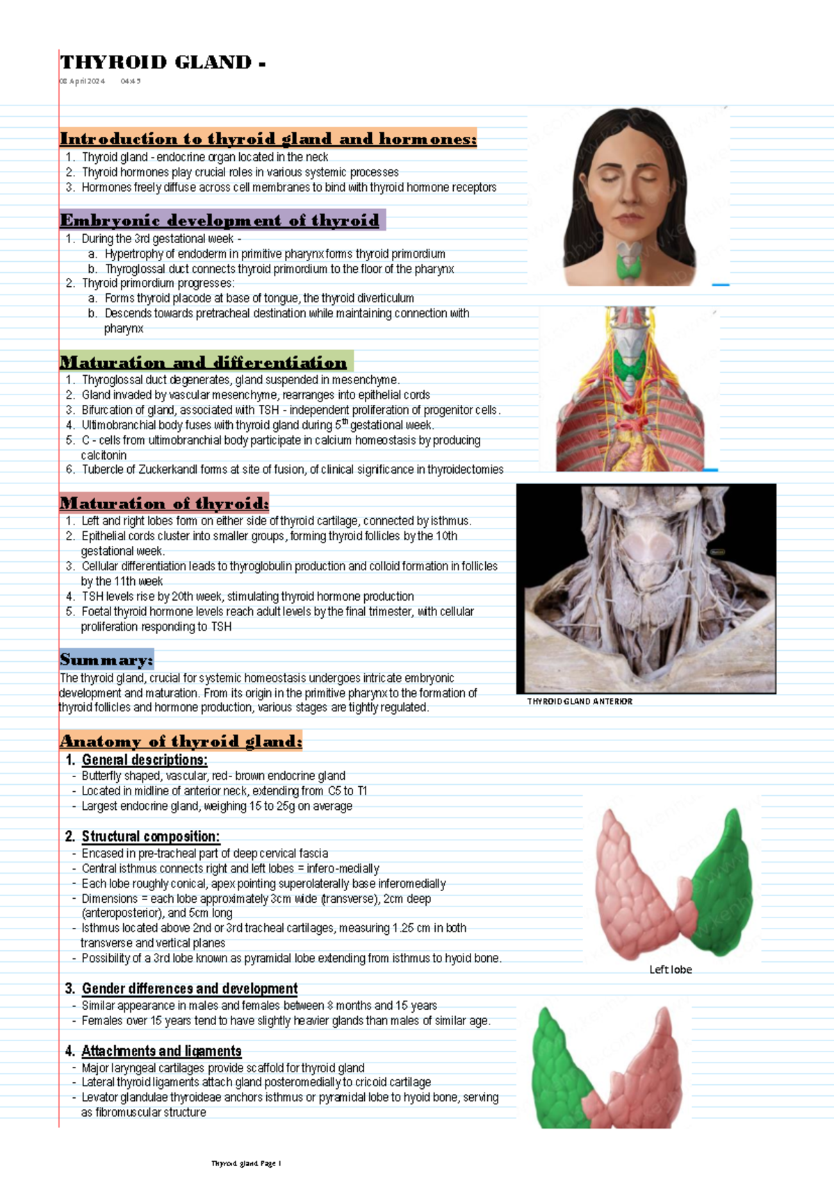 Thyroid Gland - Introduction to thyroid gland and hormones: Thyroid ...