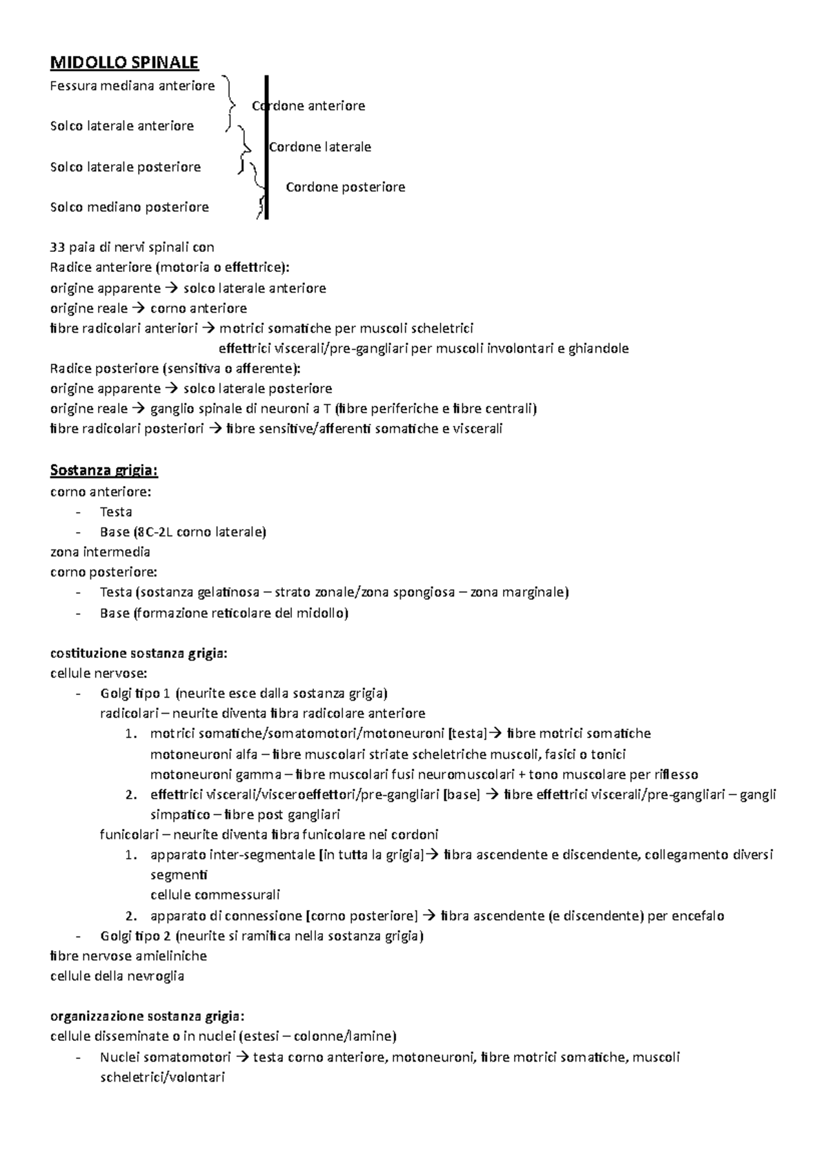 Schema Sistema Nervoso - MIDOLLO SPINALE Fessura mediana anteriore ...