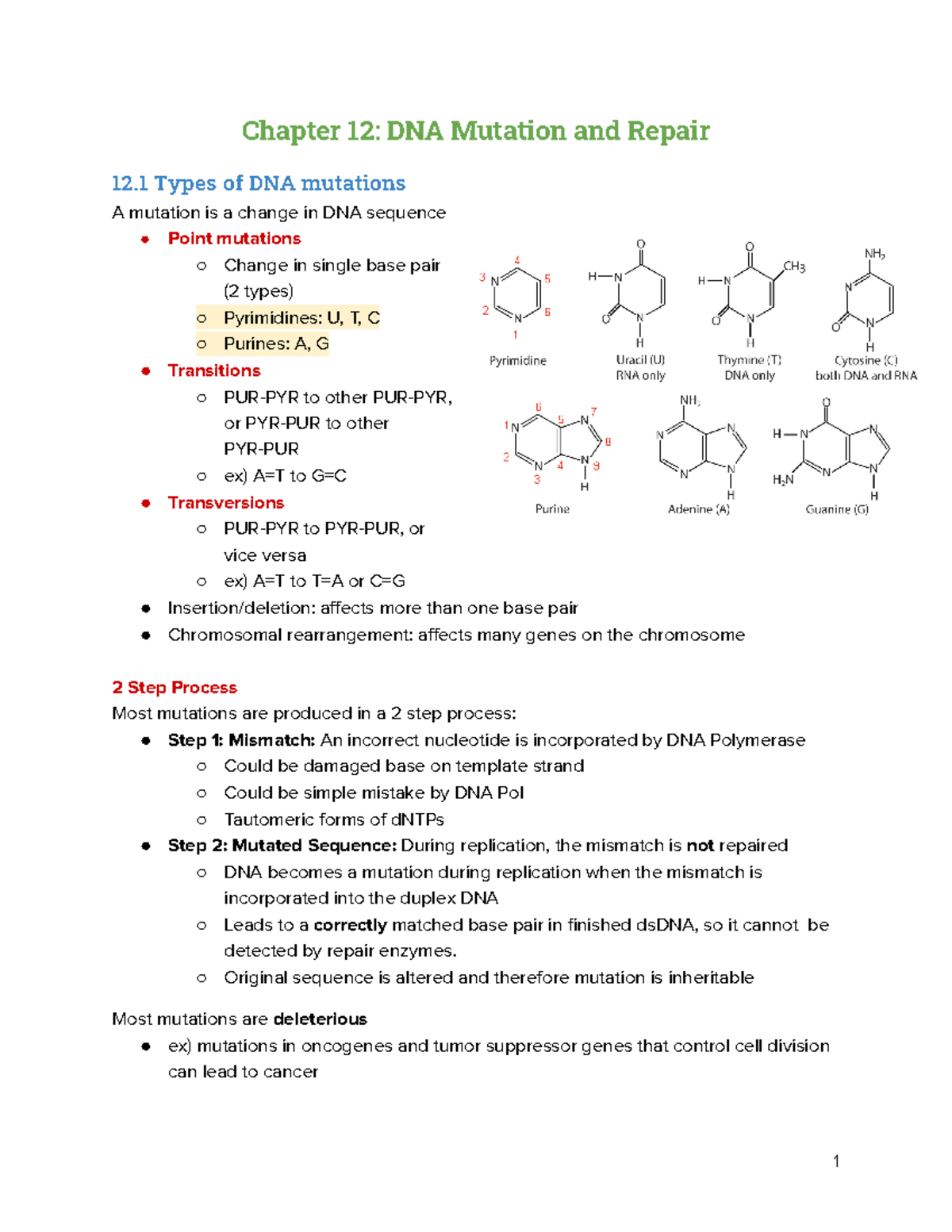 BIO 362 CH12 Notes - Chapter 12: DNA Mutation and Repair 12 Types of ...