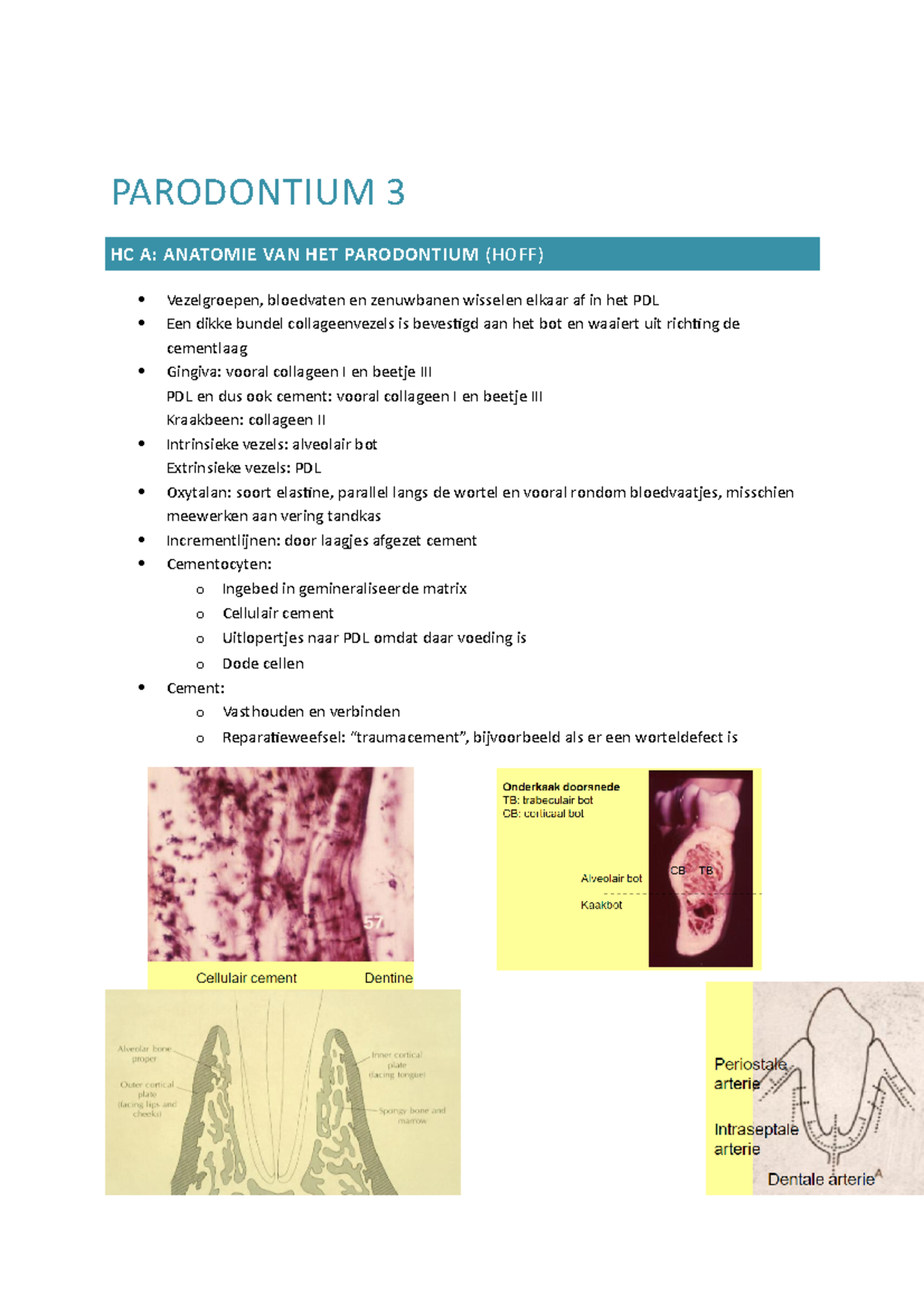 Hoorcolleges en ZSOs Paro 3 - PARODONTIUM 3 HC A: ANATOMIE VAN HET ...