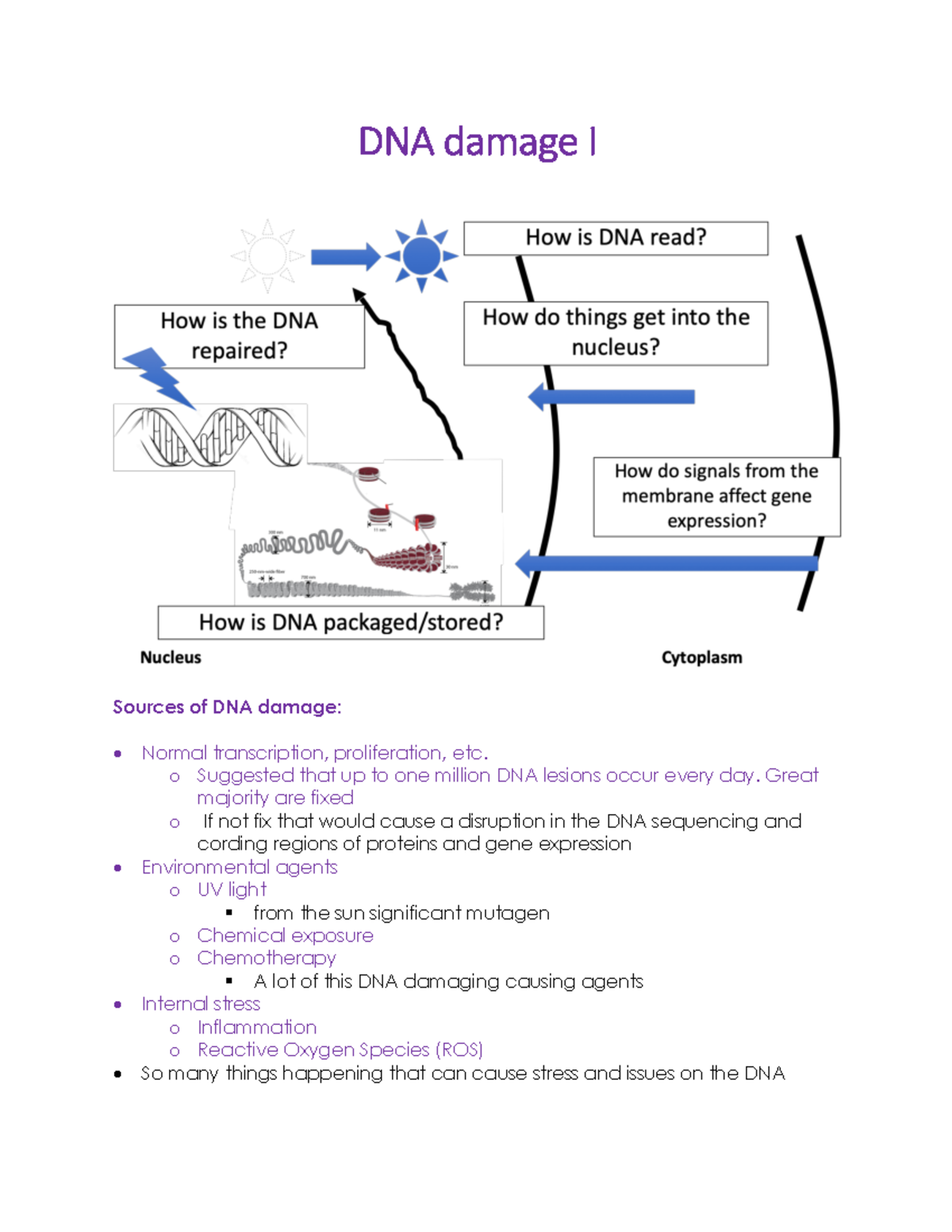 DNA damage I - DNA damage I Sources of DNA damage: Normal transcription ...