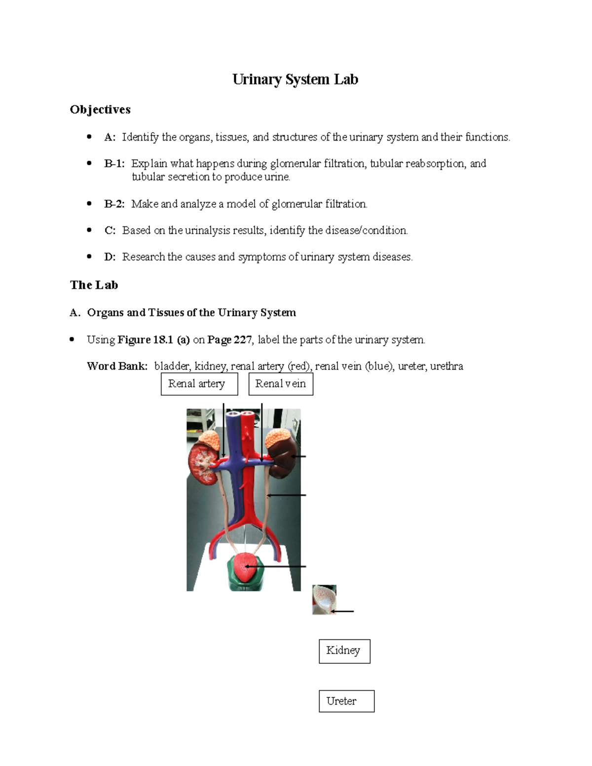 Urinary System Lab - Urinary System Lab Objectives A: Identify the ...