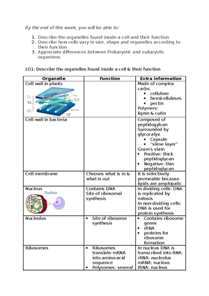 BIO116- Organelles - Organelles Nucleus • usually spherical or oval ...
