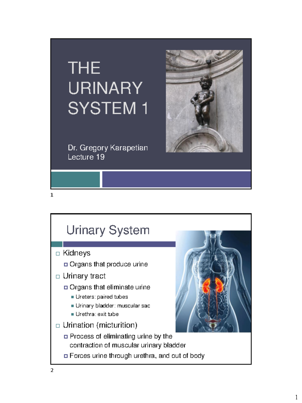 BIO 234 Lec 19 two slides - THE URINARY SYSTEM 1 Dr. Gregory Karapetian ...