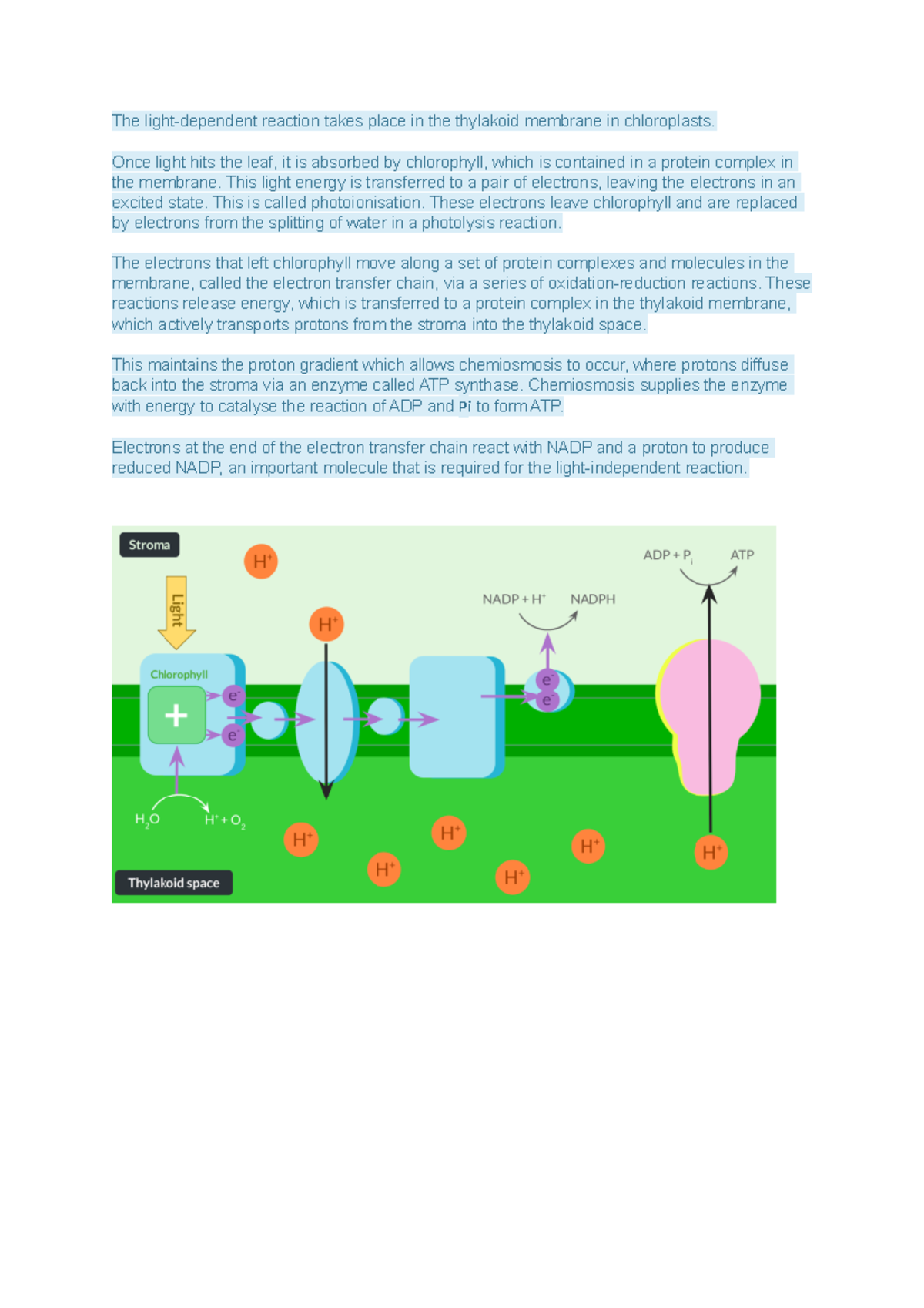 The light dependent reaction - The light-dependent reaction takes place ...