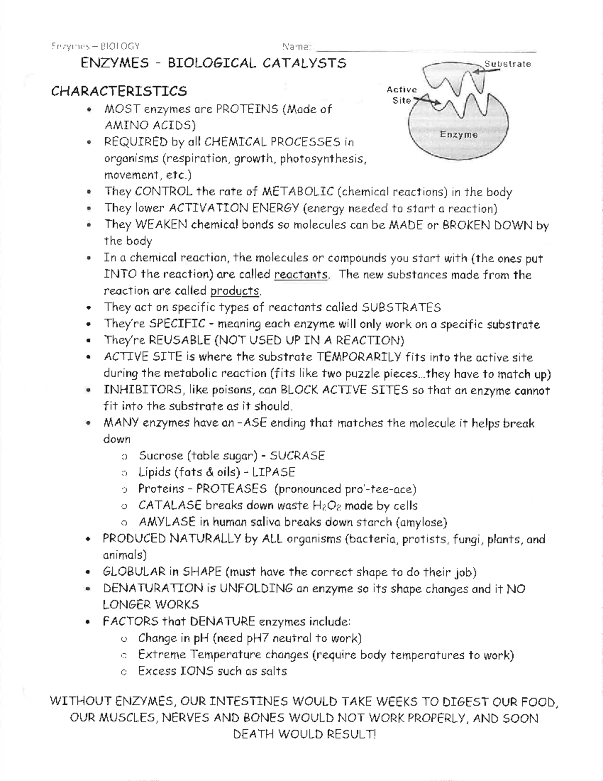 Enzymes+Handout - ..................... - Studocu