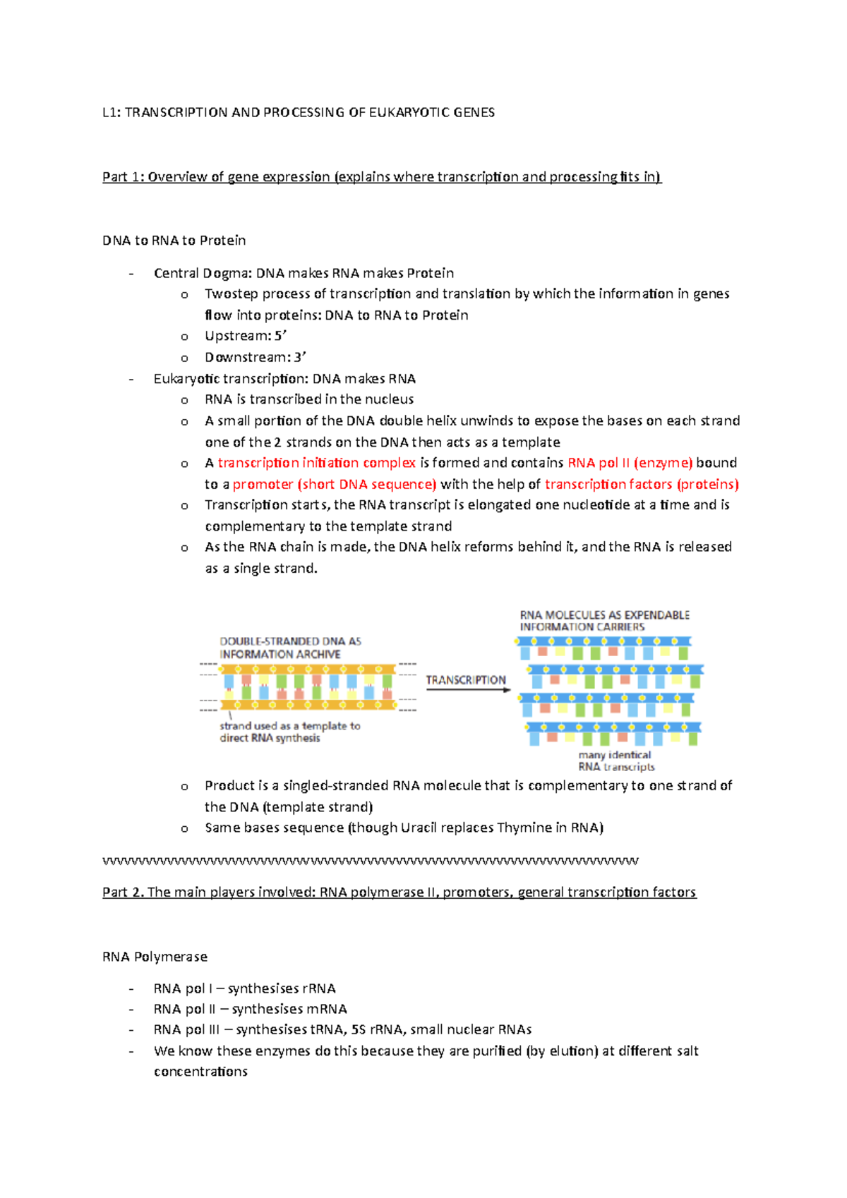 L1 - Transcription and Processing of Eukaryotic Genes - L1 ...