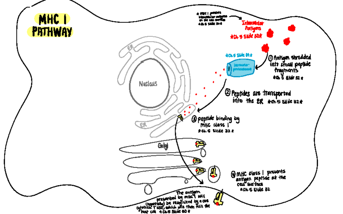Chap 5/6 pathway 1 - MHC I presents MHC intracellular antigens on the ...