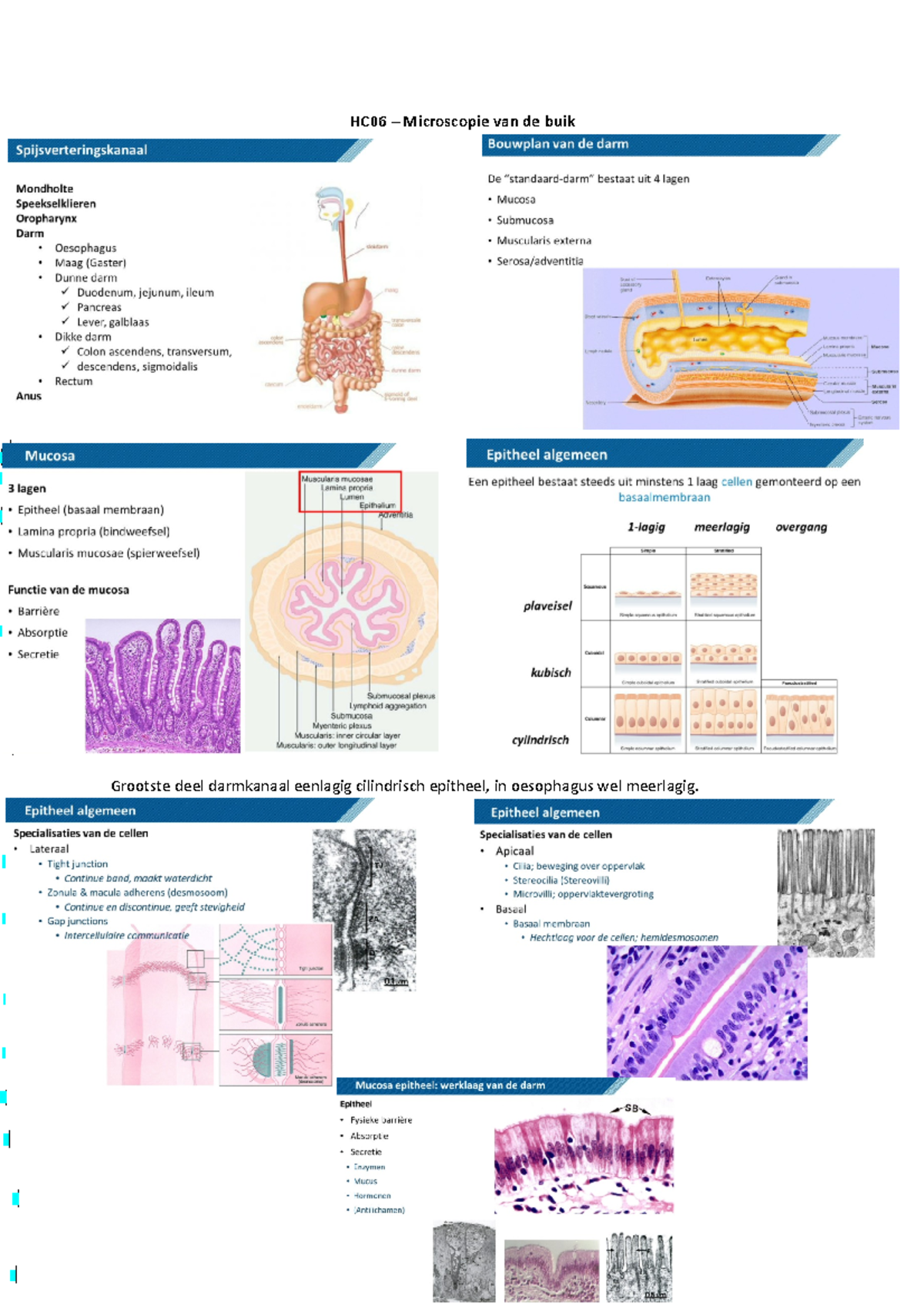 HC06 – Microscopie van de buik - Grootste deel darmkanaal eenlagig ...