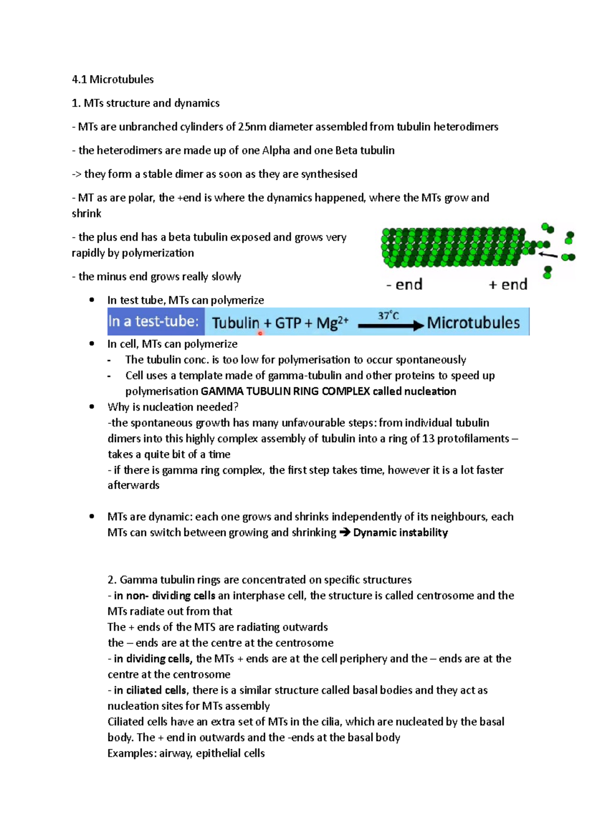 4.1 Microtubules - 4 Microtubules MTs structure and dynamics MTs are ...