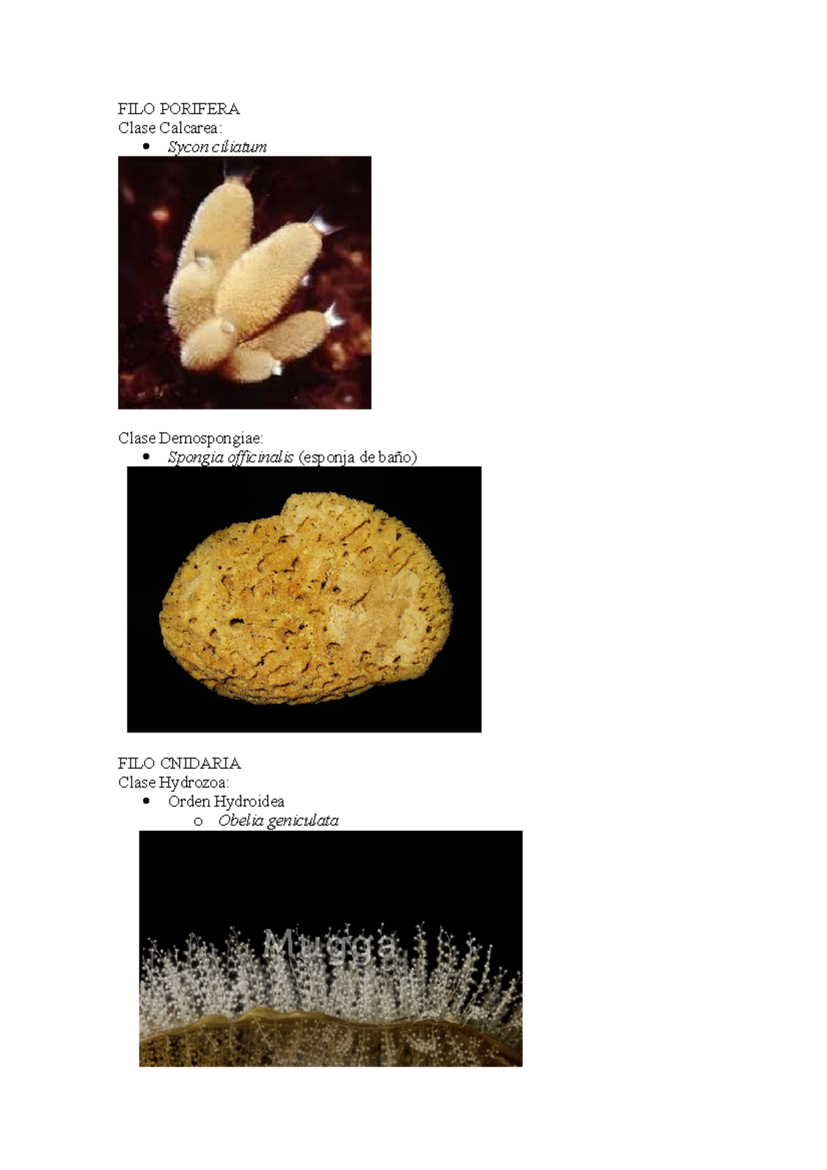 VISU ZOO - Esquema con clasificacion, nombres y fotos - FILO PORIFERA ...