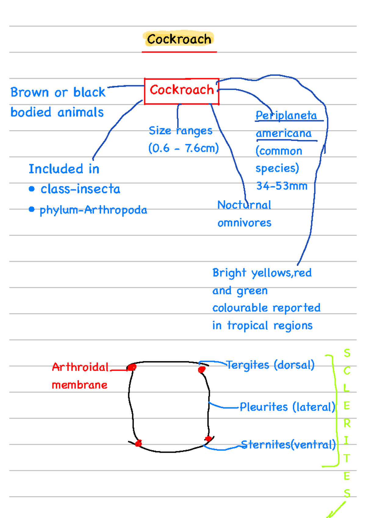 Cockroach - Notes - Cockroach Brown or black Cockroach bodied animals ...