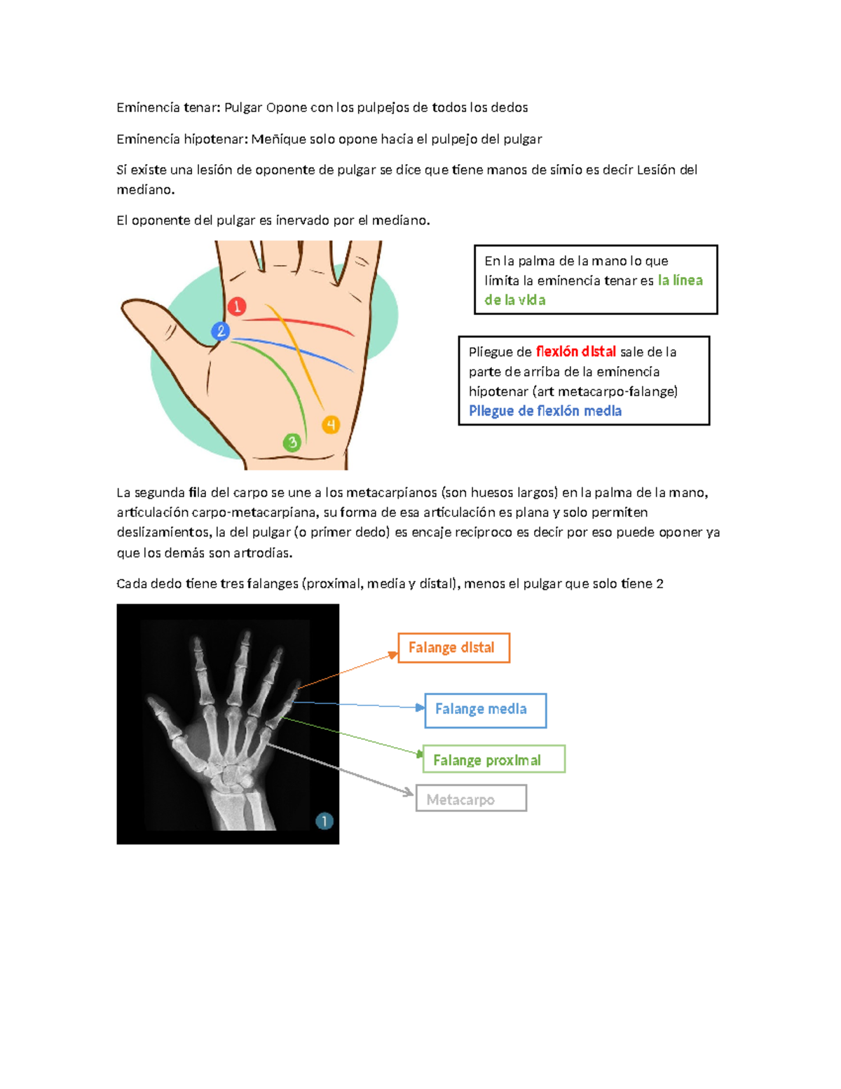 Estructura de mov. Mano-2 - Eminencia tenar: Pulgar Opone con los ...