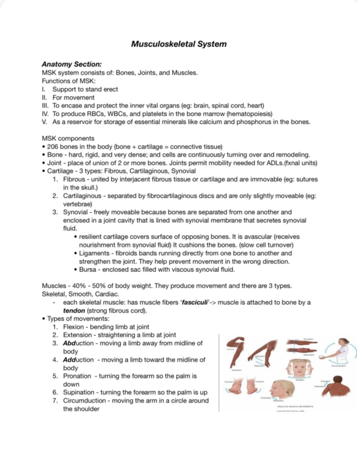 Musculoskeletal 2 - N3511W - Studocu