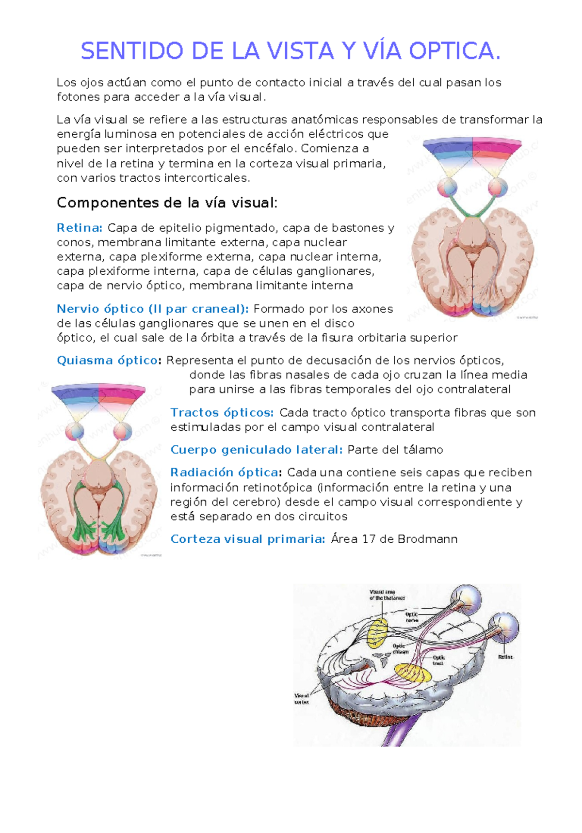 Sentido DE LA Vista Y VÍA Optica - SENTIDO DE LA VISTA Y VÍA OPTICA ...