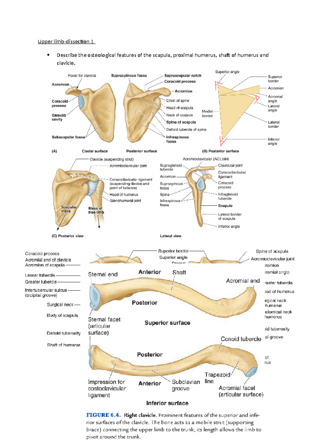 Upper Limb dissection 1 - Upper limb-dissection 1 Describe the ...